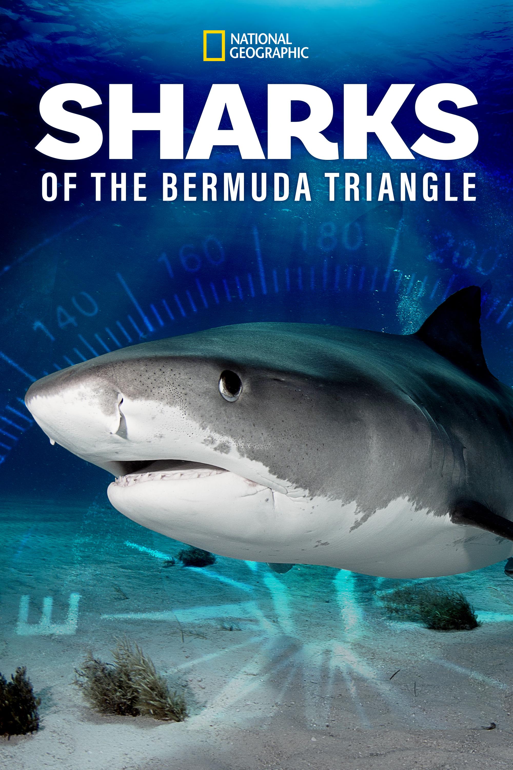 Sharks of the Bermuda Triangle- Moviebox